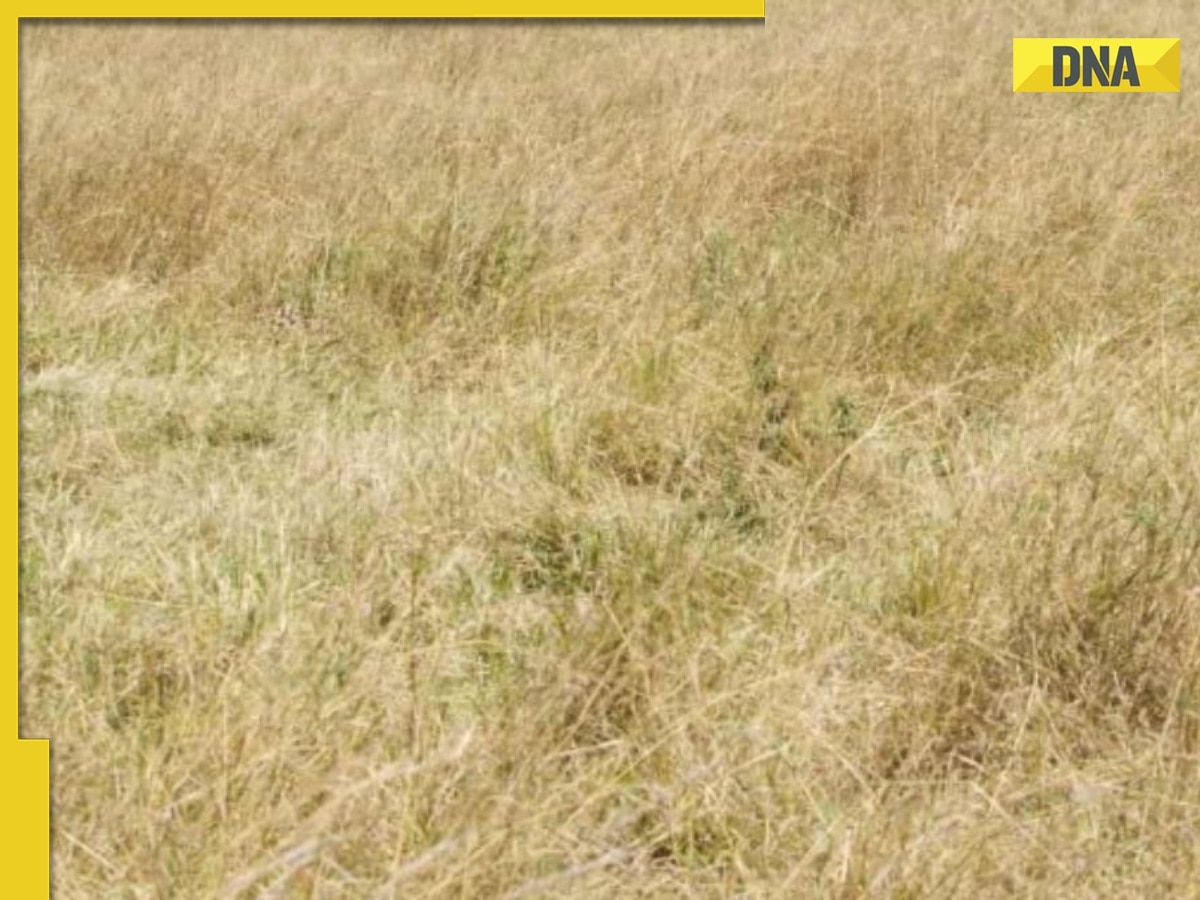 Optical illusion: Help us to spot the cheetah hidden in the grass in ...