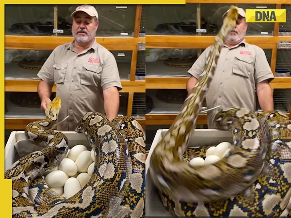 Massive python almost attacks zookeeper on the face, spine-chilling ...