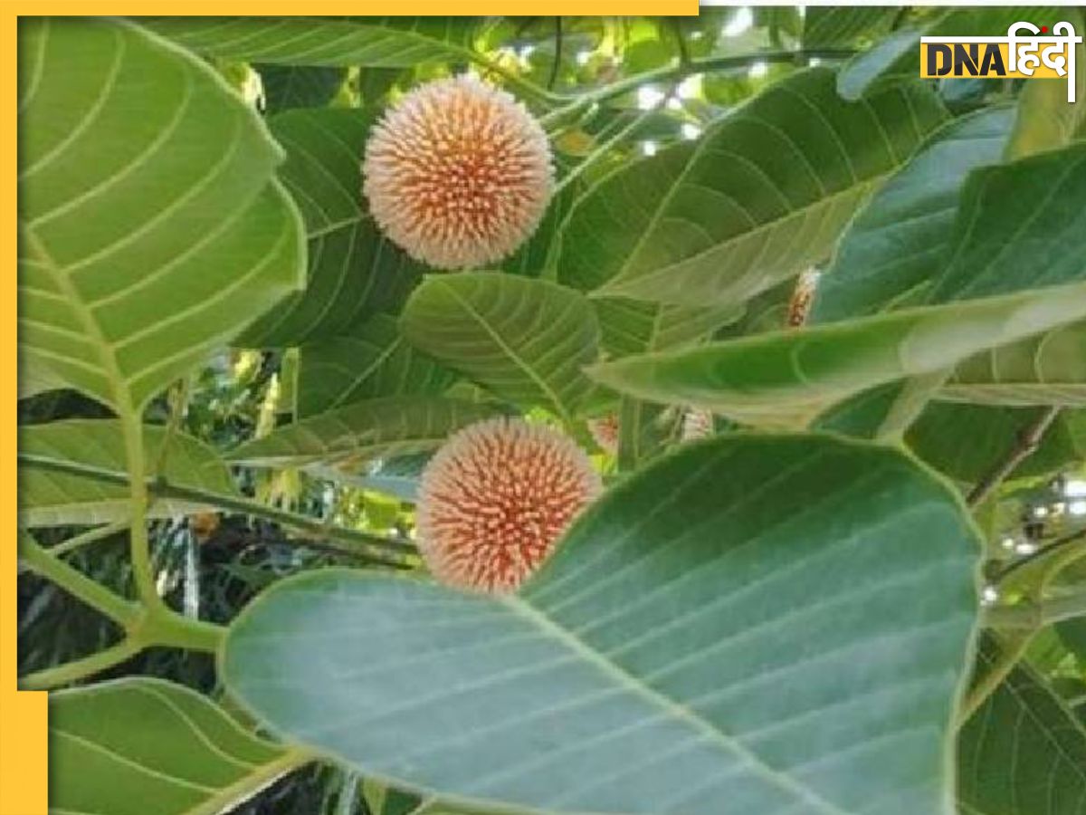 Kadam Leaves Control Diabetes: डायबिटीज मरीजों के लिए रामबाण है इस पेड़ ...