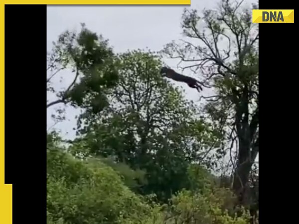 'Breathtaking' : Leopard jumps from one tree to another to hunt its ...