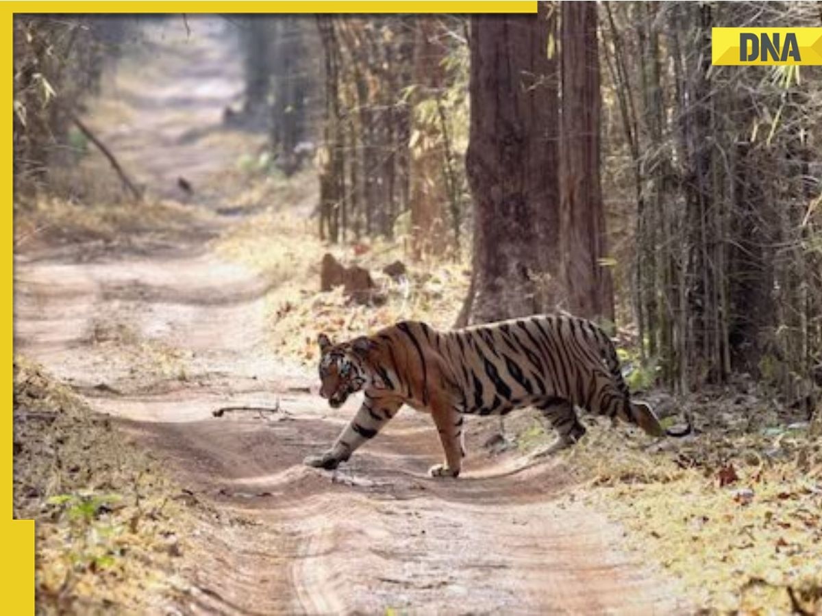 50 years of Project Tiger: Why mega tiger event is happening in Mysuru ...