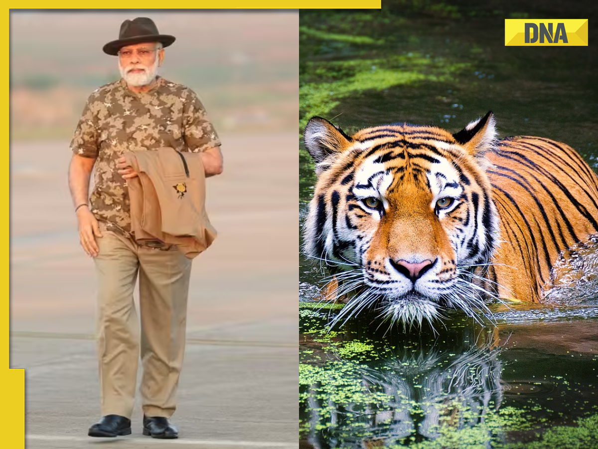 What is Project Tiger? How many tigers are there in India: Know PM Modi ...