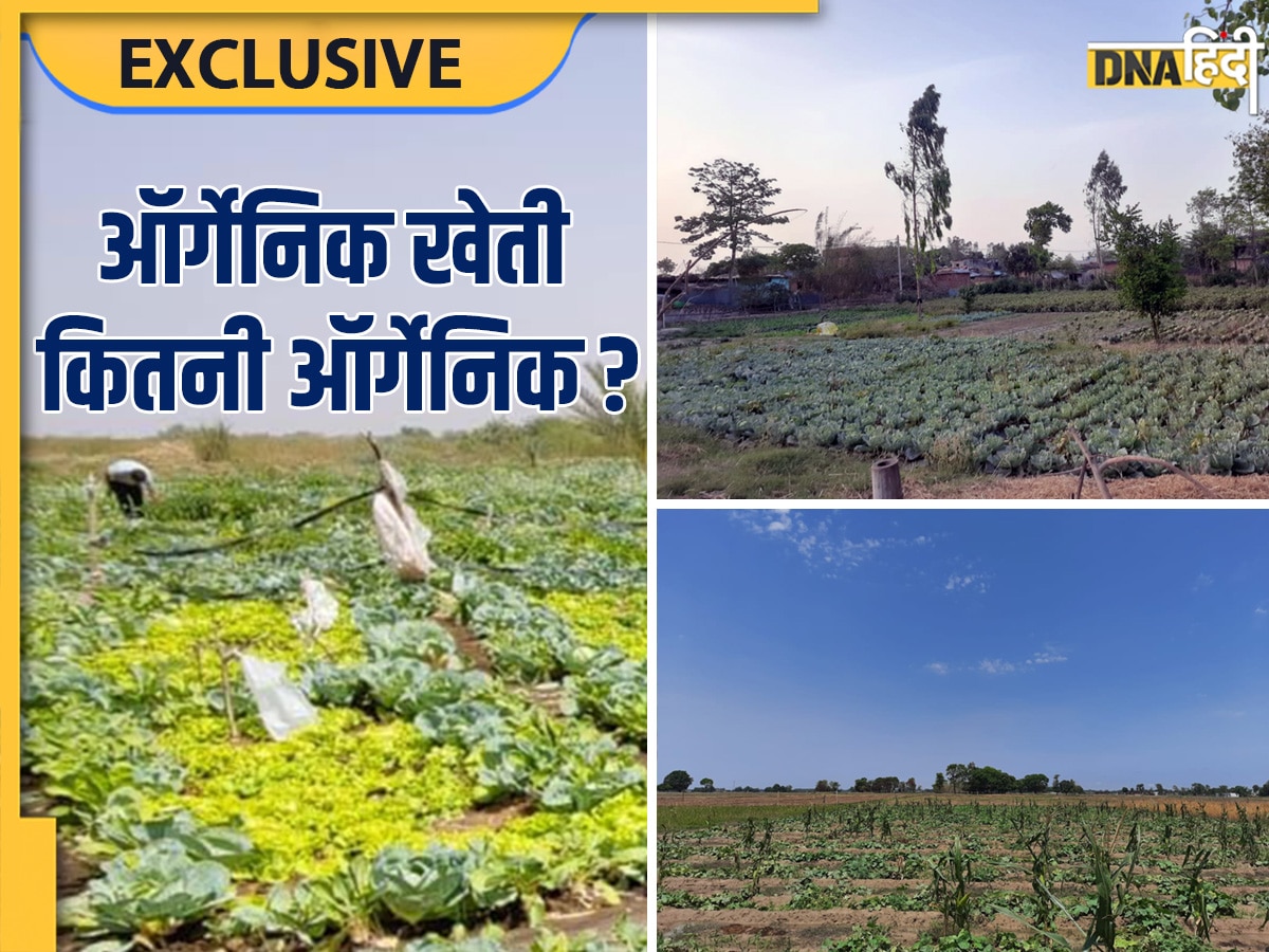 कैसे उगाएं और कहां बेचें, पढ़ें काम शुरू करने से पहले Organic Farming ...