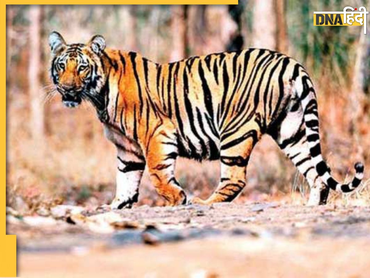 इंसानों के पीछे-पीछे घर तक आ गया टाइगर, उत्तराखंड के इस गांव में बाघ के ...