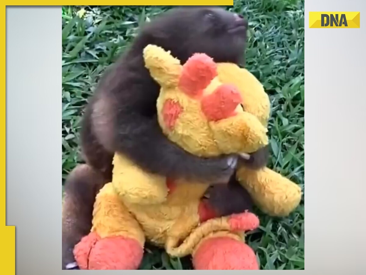 Viral video of baby sloth cuddling with its new friend melts hearts online