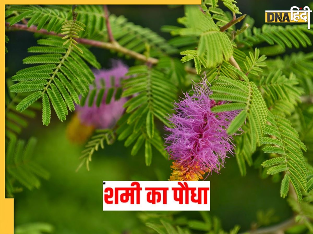 Shami Plant: शमी पौधे के पूजन से खुलते हैं तरक्की के मार्ग, जानें घर ...