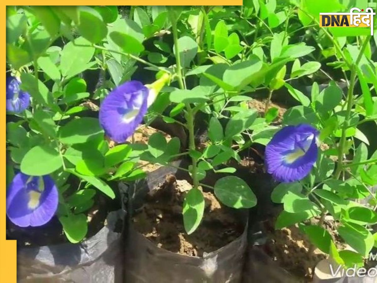 Vastu Tips: अपराजिता का पौधा लगाने से मिलते हैं कई लाभ, जान लें इसे ...