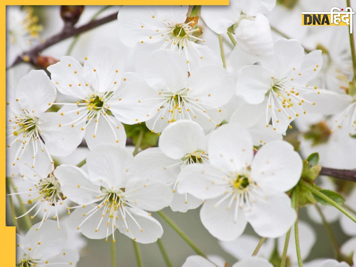 Astro Tips White Flowers: ये 5 तरह के सफेद फूल, खत्म कर देंगे पारिवारिक ...