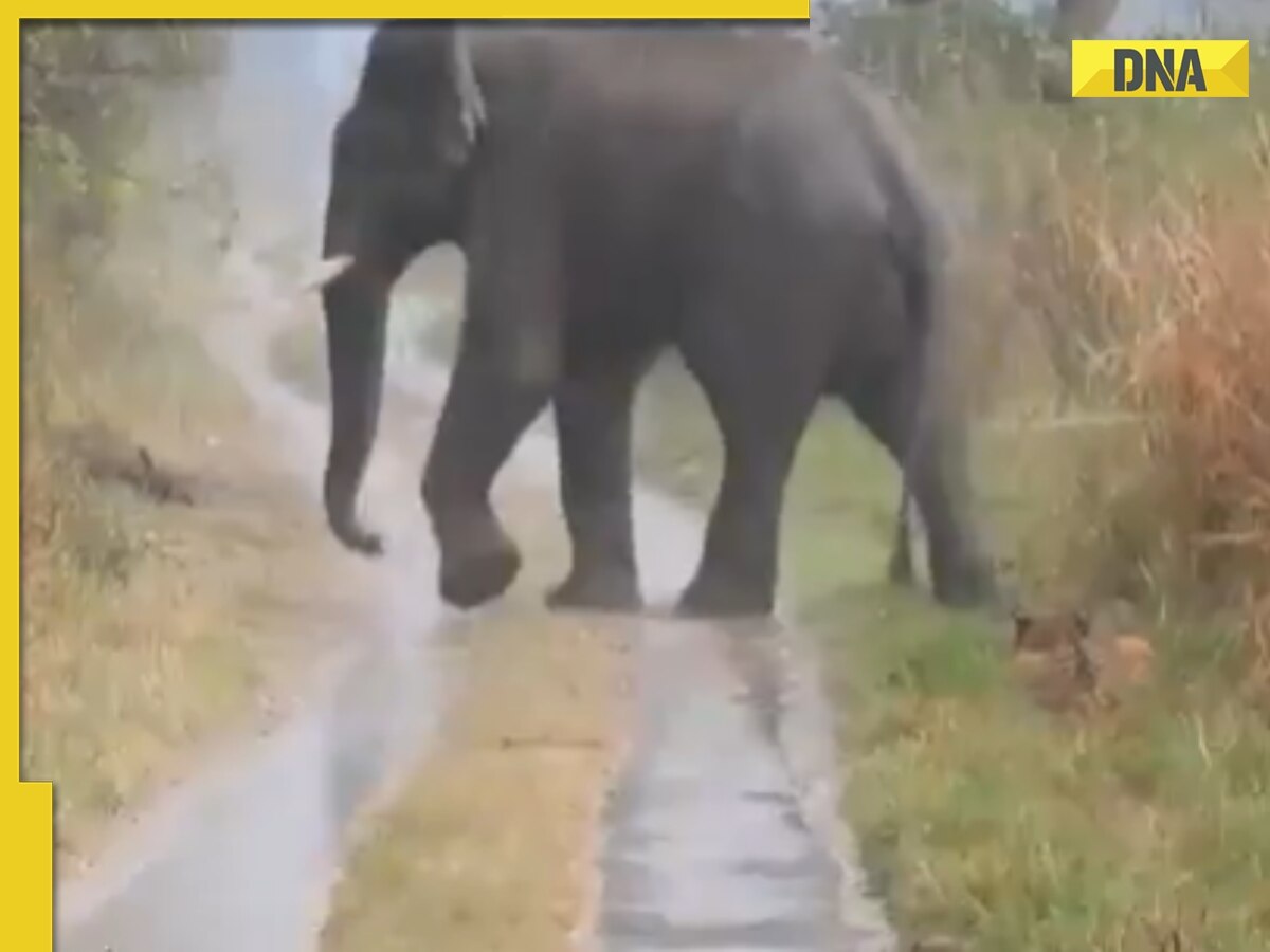 'Respect for jumbo' : Tiger hides from elephant herd, viral video ...
