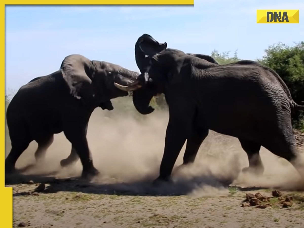 This deadly battle between two elephants is nail-biting, old viral video