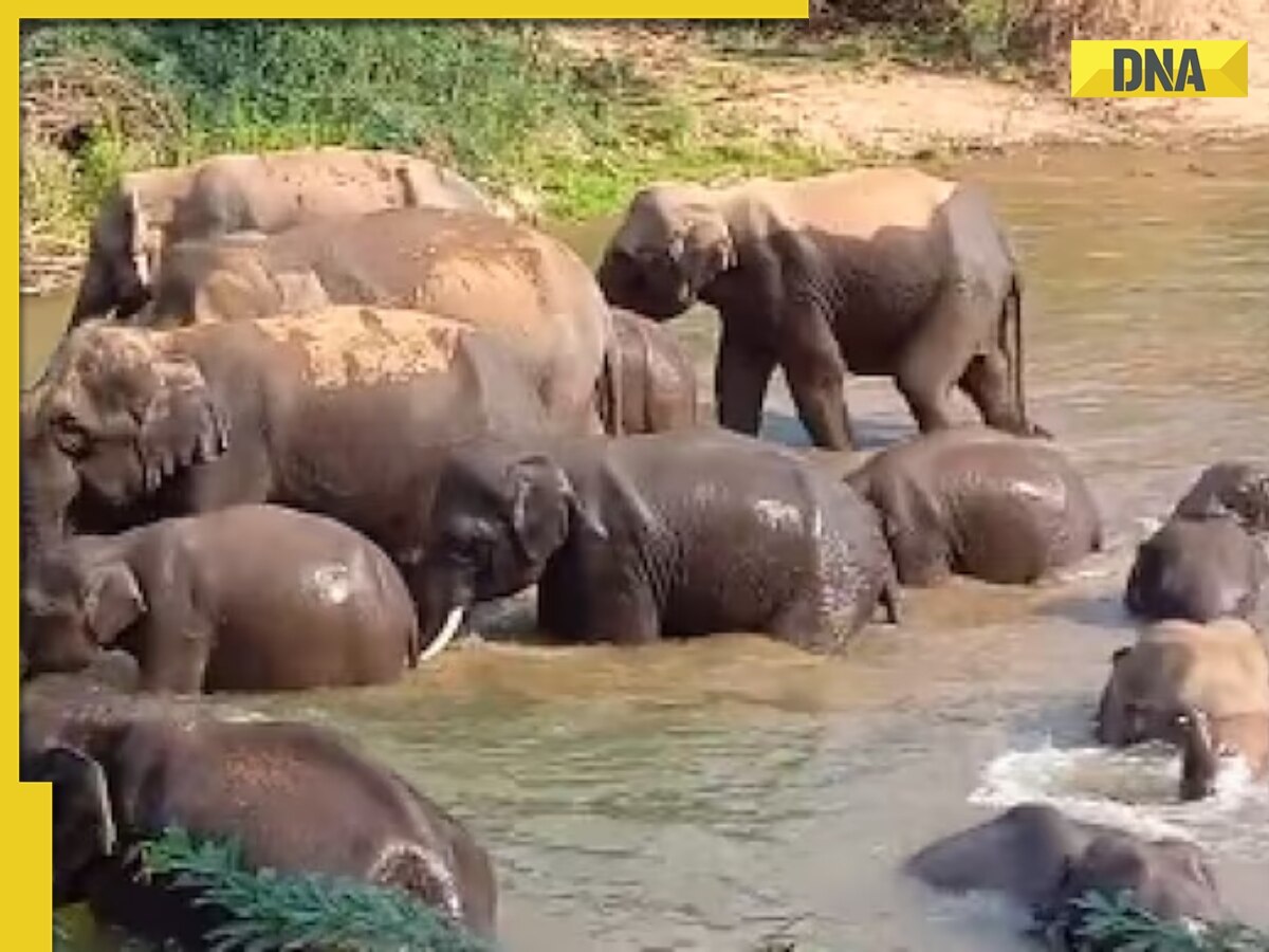 This viral video of an elephant family bathing together will make you go aww