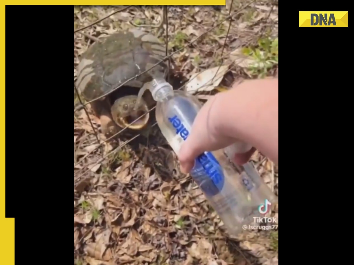 Viral video: Kind woman tries to feed water to thirsty turtle and here ...