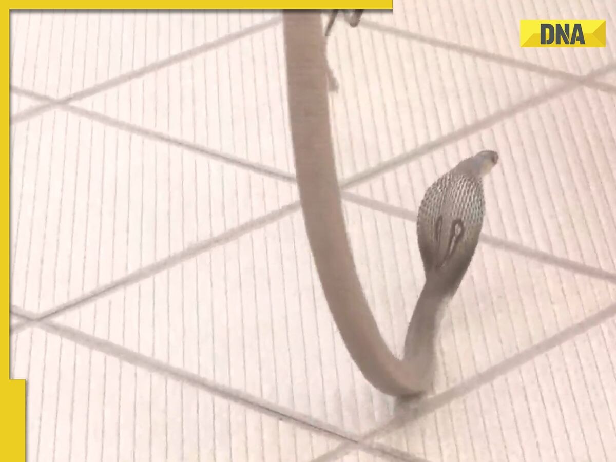 Watch: Snake causes chaos at BJP office amid Karnataka Assembly Elections 2023 vote counting