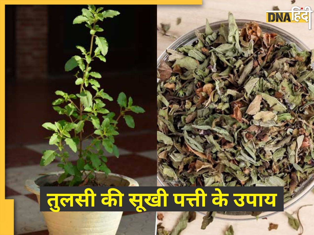 Tulsi Leaves Upay: तुलसी के सूखे पत्तों के उपाय से मां लक्ष्मी को करें प्रसन्न, गृह क्लेश से ...