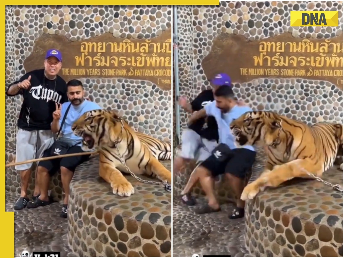 Viral video: Men try to click picture with tiger, then this happens