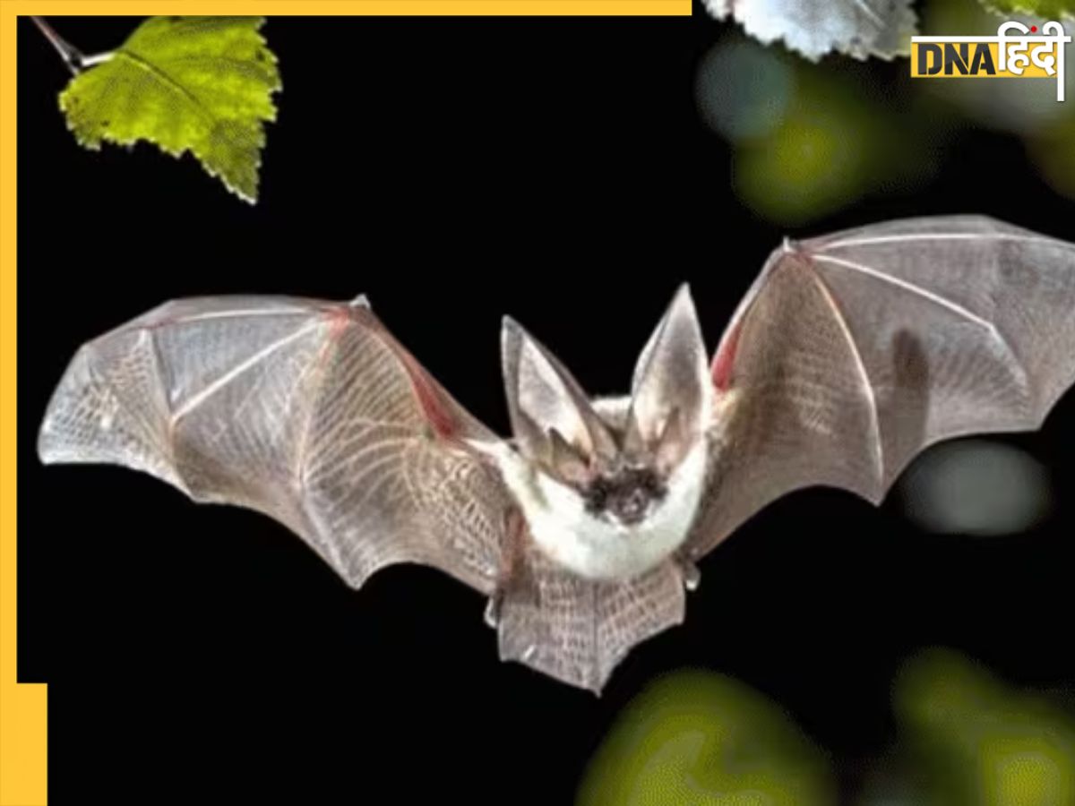 Corona Virus, दिल की बीमारियों और आर्थराइटिस से लड़ने में मददगार है ...