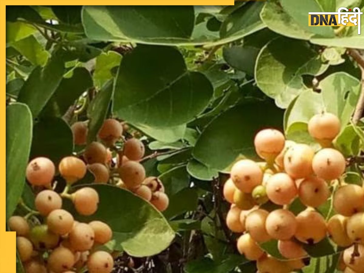 Health Benefits: लिवर से लेकर जोड़ों के दर्द तक को सही करता है ये फल ...