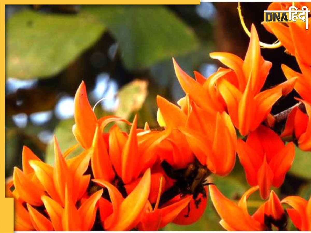 Palash Flower Remedies: मां लक्ष्मी का प्रिय फूल Uric Acid को करेगा कम ...