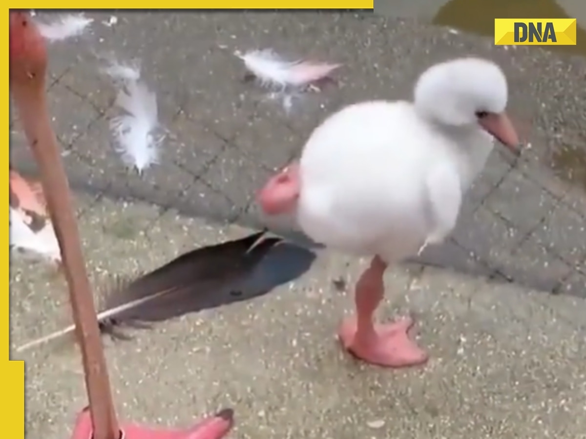 Viral video: Baby flamingo's attempt to walk will inspire you to never ...