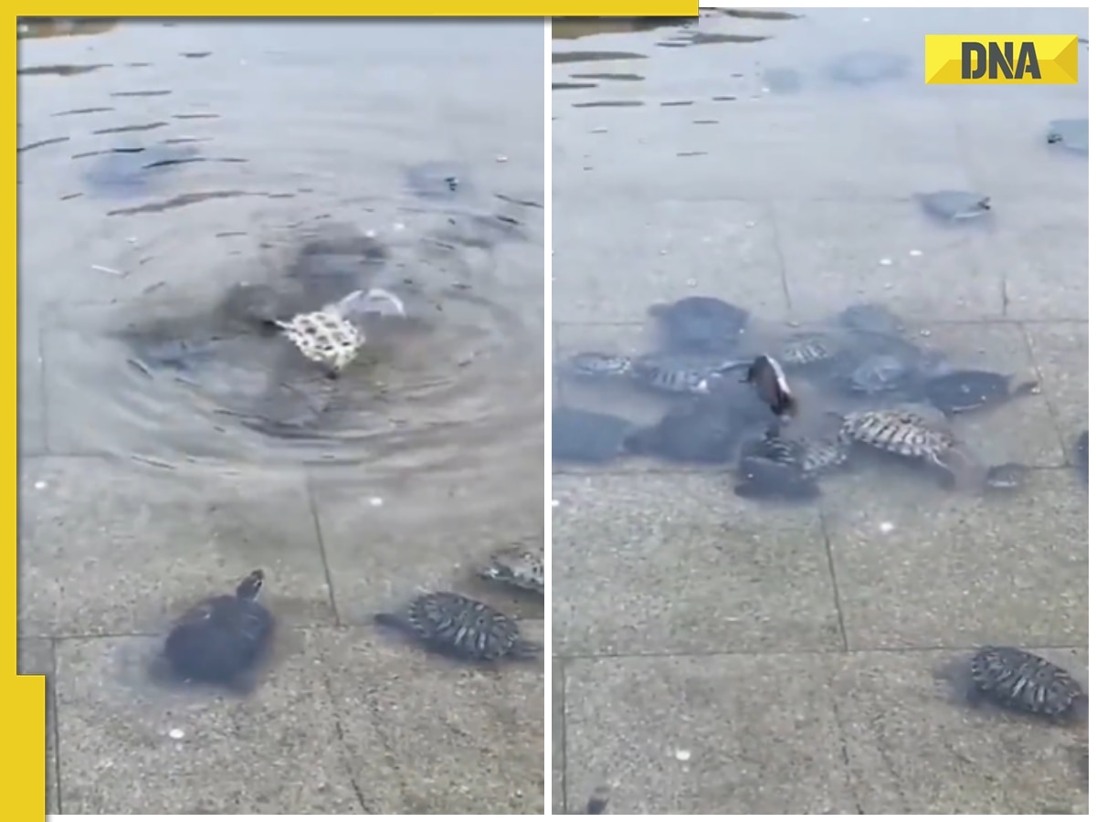 'Dost ho toh aise' : Viral video of turtles trying hard to flip their ...