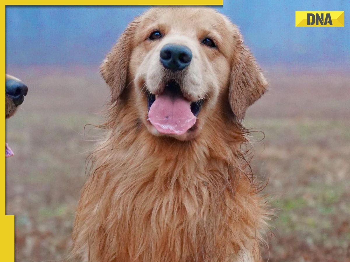 Dog turns crorepati: Tucker's whopping Rs 8 crore annual income breaks ...