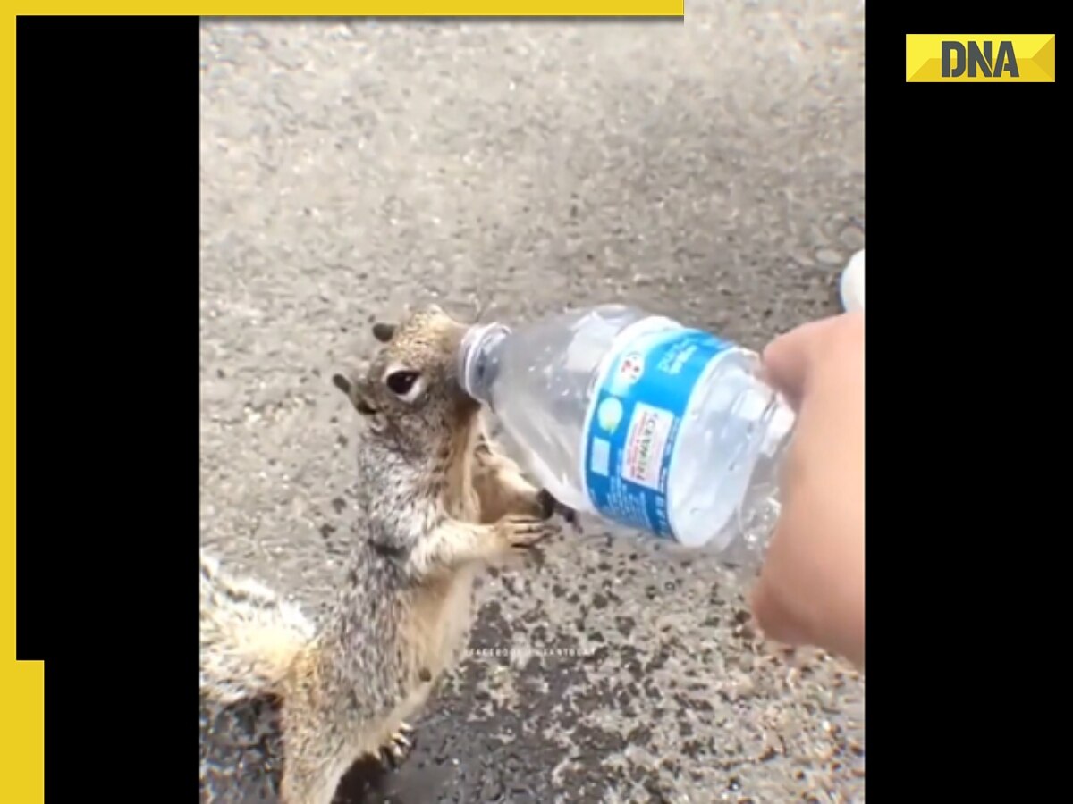 Thirsty squirrel approaches human for water, viral video melts hearts