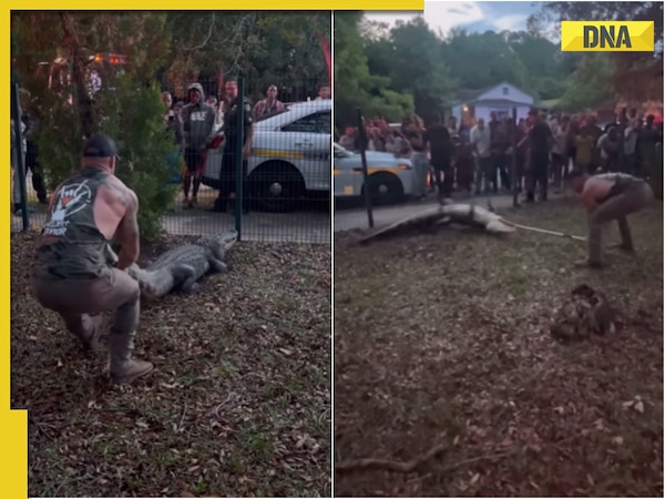 Florida man fearlessly wrestles enormous alligator, terrifying video ...