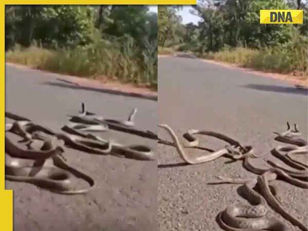 Video of 10 King Cobra snakes indulging in 'romantic dance' goes viral ...