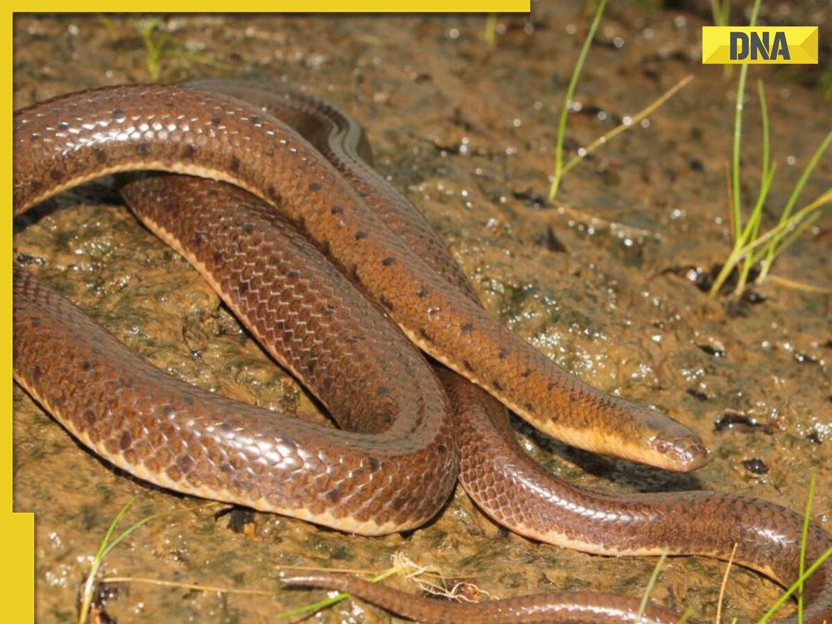 Uttar Pradesh news: 3-year-old mistakes snake for chocolate, chews it ...