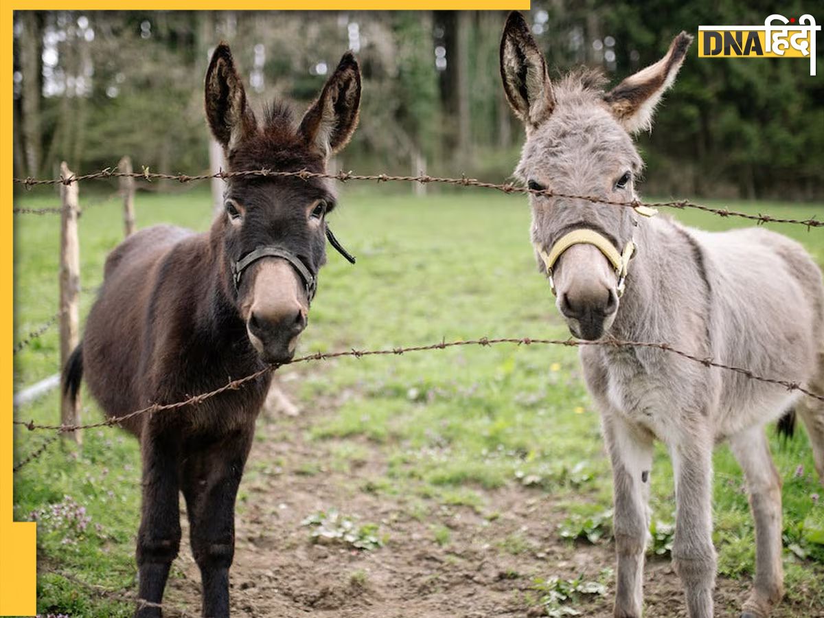 Pakistan Economic Crisis: कंगाली में गधे बेचकर पैसे कमाएगा पाकिस्तान ...