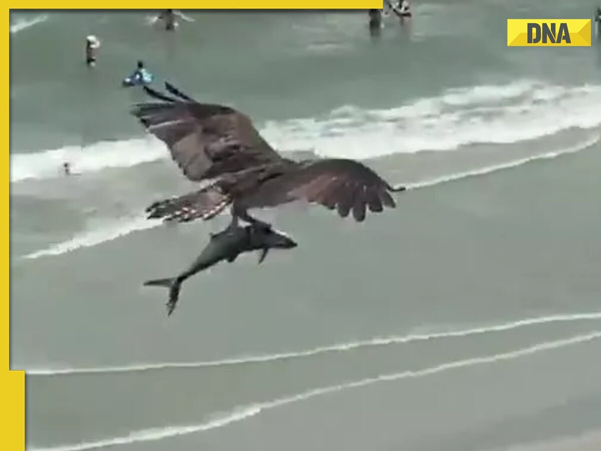 Video of bird carrying shark-like fish resurfaces, internet is stunned