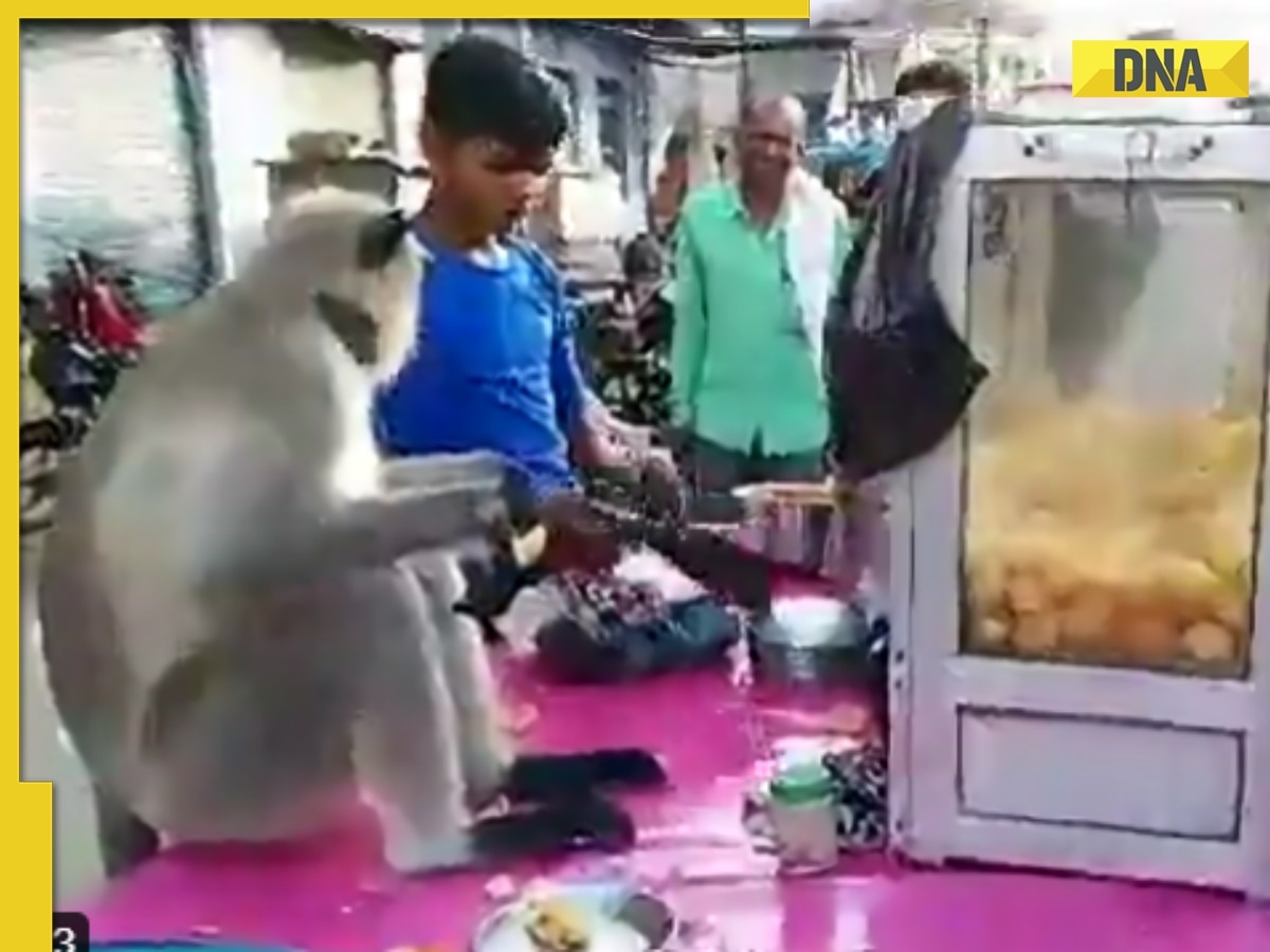 Gujarat: Monkey's golgappa feast sparks laughter across the internet, viral video