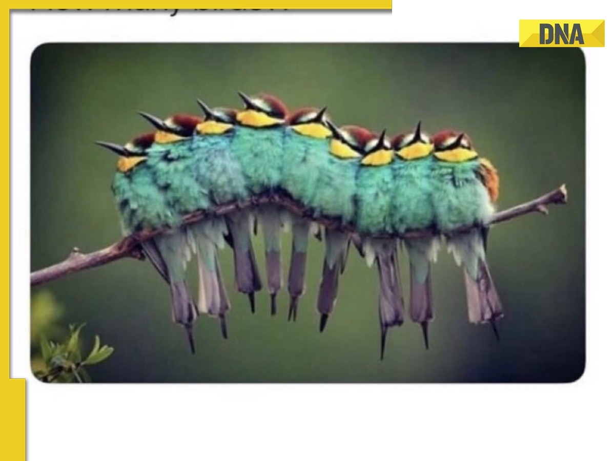 Optical illusion: How many birds you can see in this image?