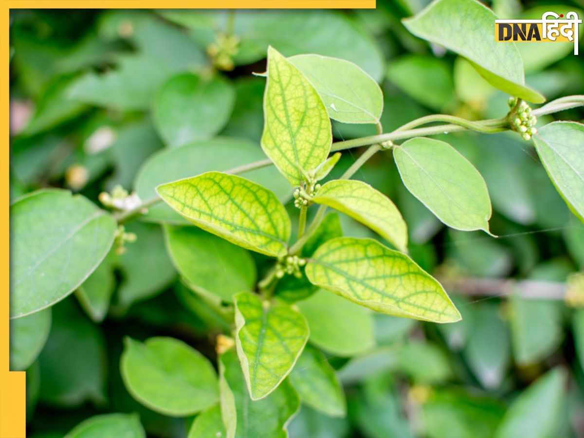 Gulmar Benefits: डायबिटीज मरीजों में मीठे की क्रेविंग को कंट्रोल कर ...