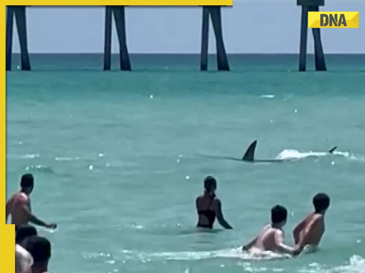 Close encounter: Shark swims near beachgoers in Florida, viral video stuns internet