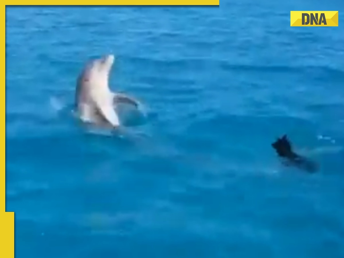 This viral video of dog playing with dolphin in sea is your treat for ...