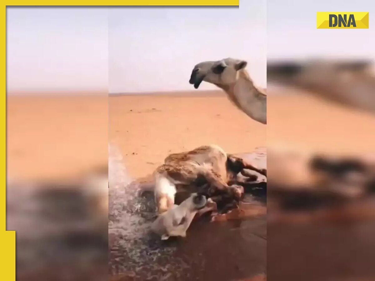 Thirsty camels celebrate as man brings water tanker to desert, viral ...