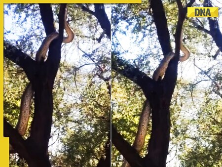 Massive 'anaconda' spotted on tree, viral video shocks internet