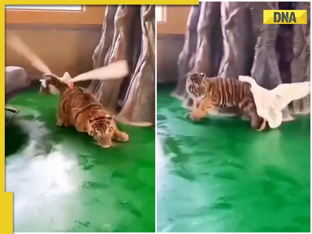 Swan defies odds, chases away tiger in viral video; Internet reacts