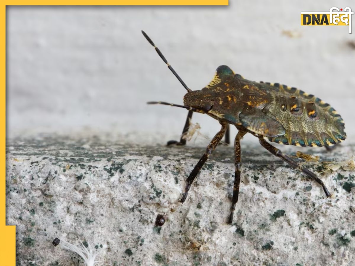 Monsoon Insects Prevention: घर में नहीं नजर आएंगे एक भी बरसाती कीड़े ...