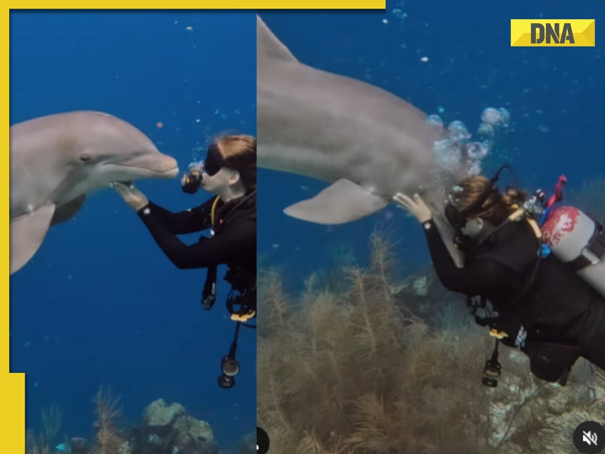 'Irresistibly cute': Dolphin and woman's enchanting cuddle session ...