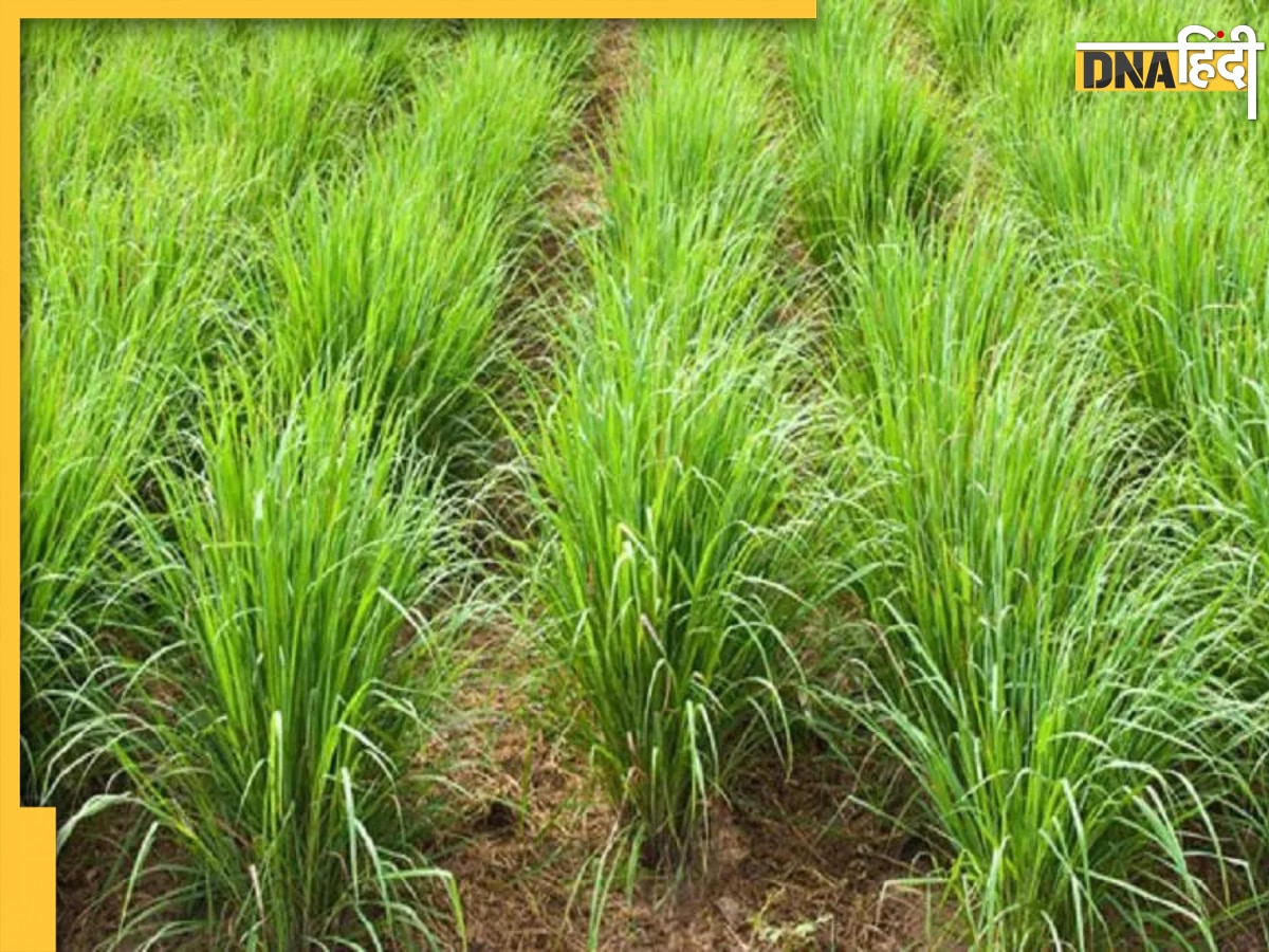 Lemon Grass Farming: इस घास की करें खेती, बैंक अकाउंट में आएगा खूब पैसा ...