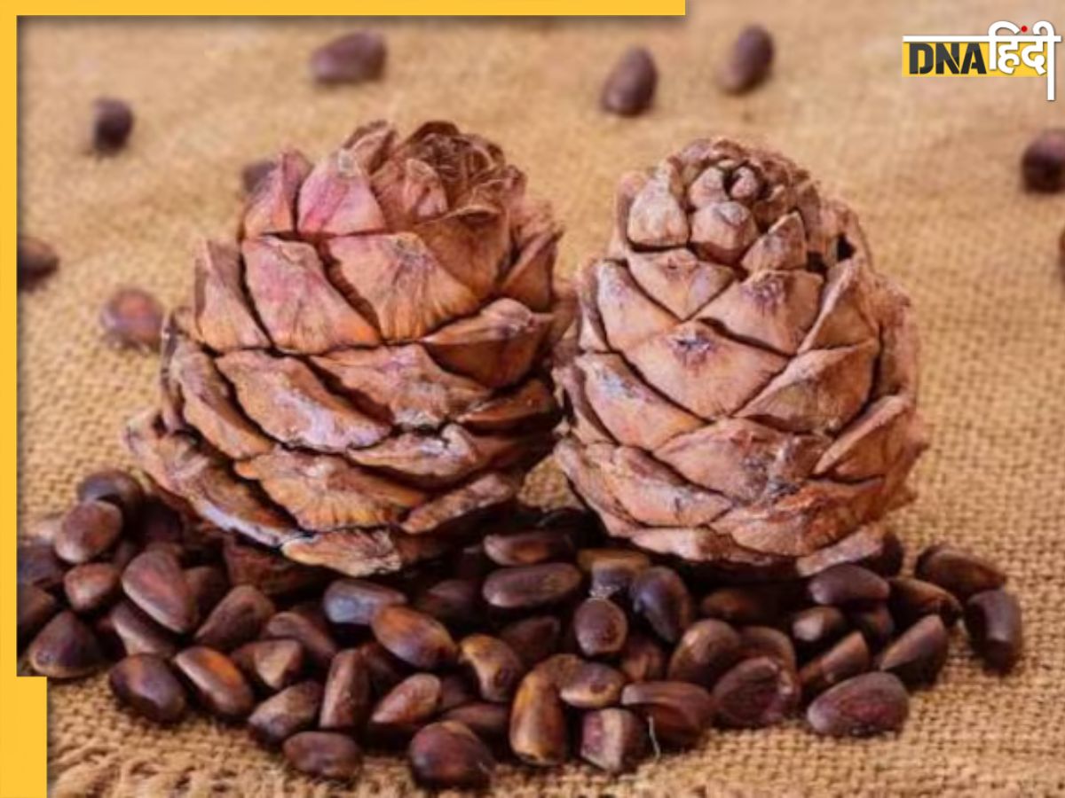 Most Expensive Dry Fruits: इस छोटे से मेवे में भरा है इंसुलिन का पावर, डायबिटीज-कोलेसट्रॉल को ...