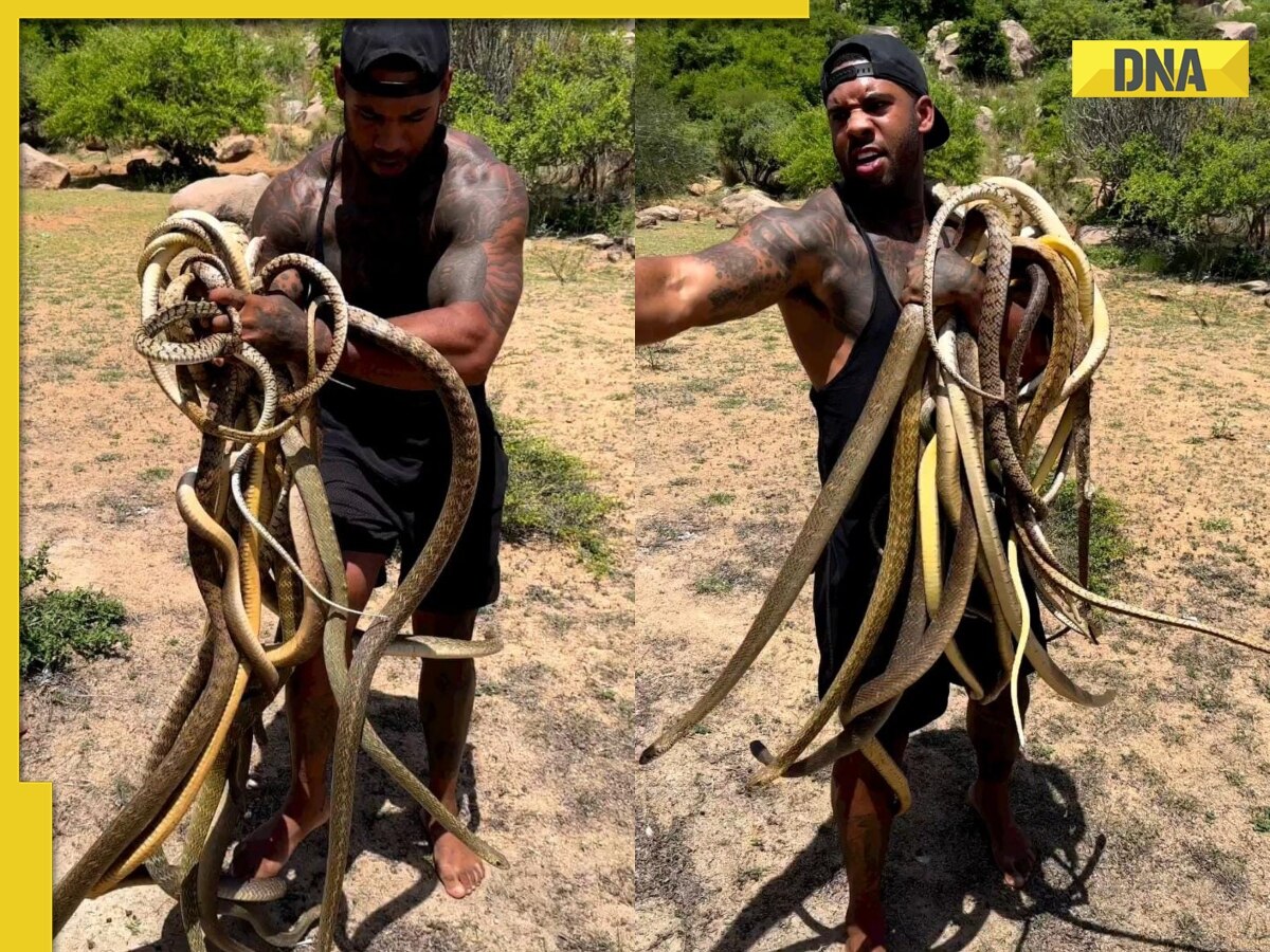 Fearless man releases dozens of snakes into wild, viral video stuns ...