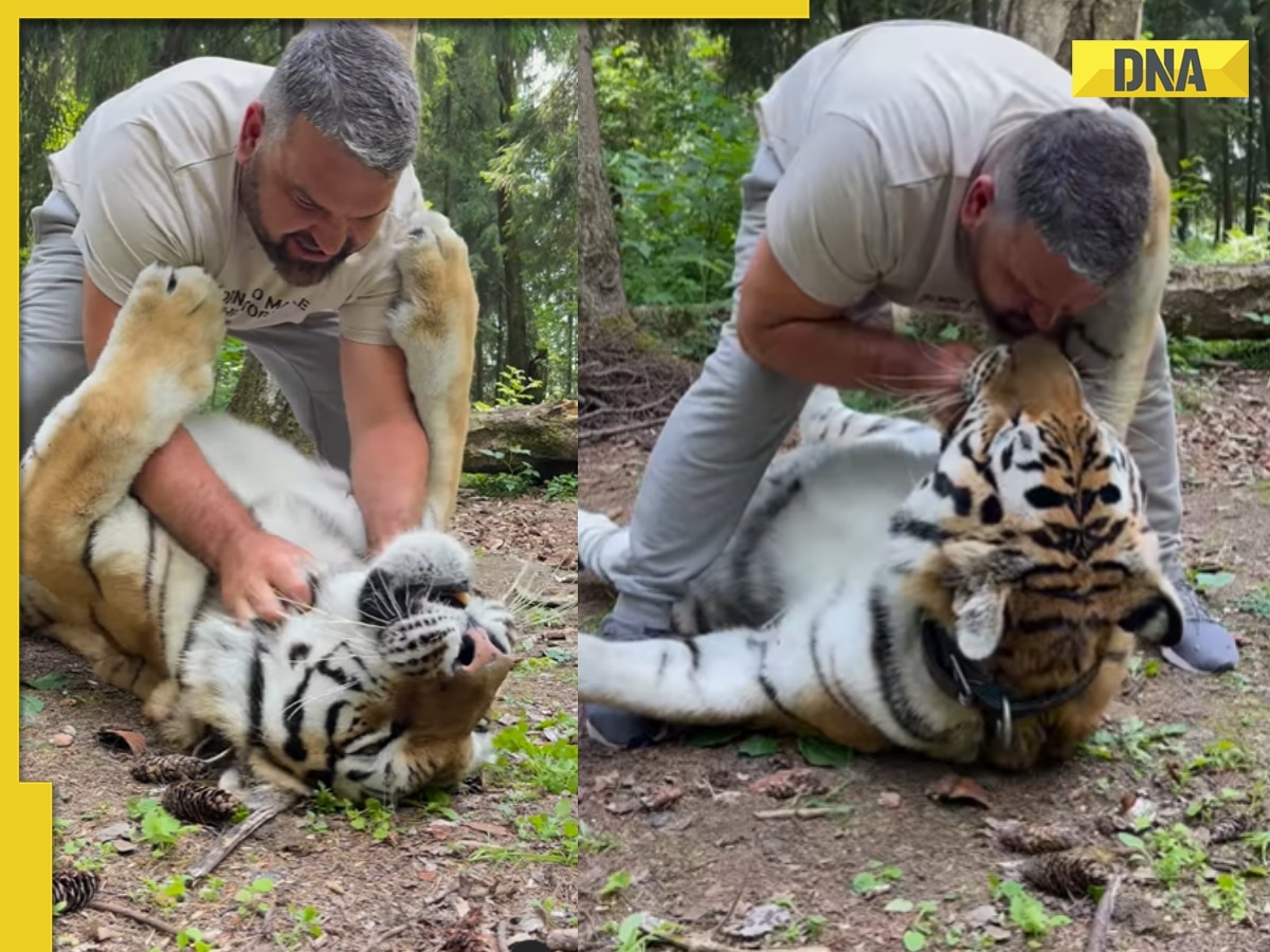 Heartwarming or stupid? Viral video of man kissing massive tiger sparks ...