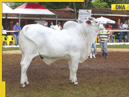World's most expensive cow costs whopping Rs 35 crore in Brazil, know ...