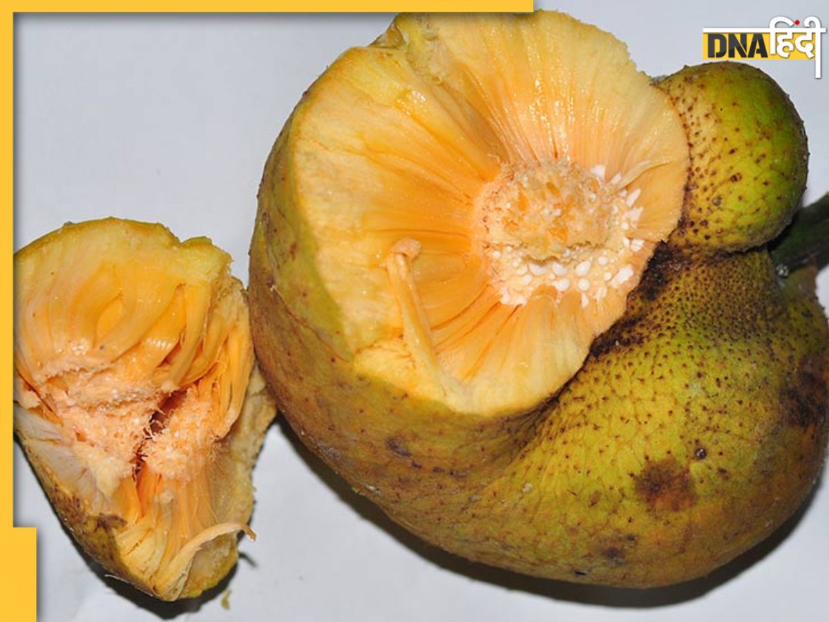 Badhal Fruit Benefits: शरीर में खून और आंखों की रौशनी बढ़ाता है ये सस्ता फल, डाइट में जरूर करें ...