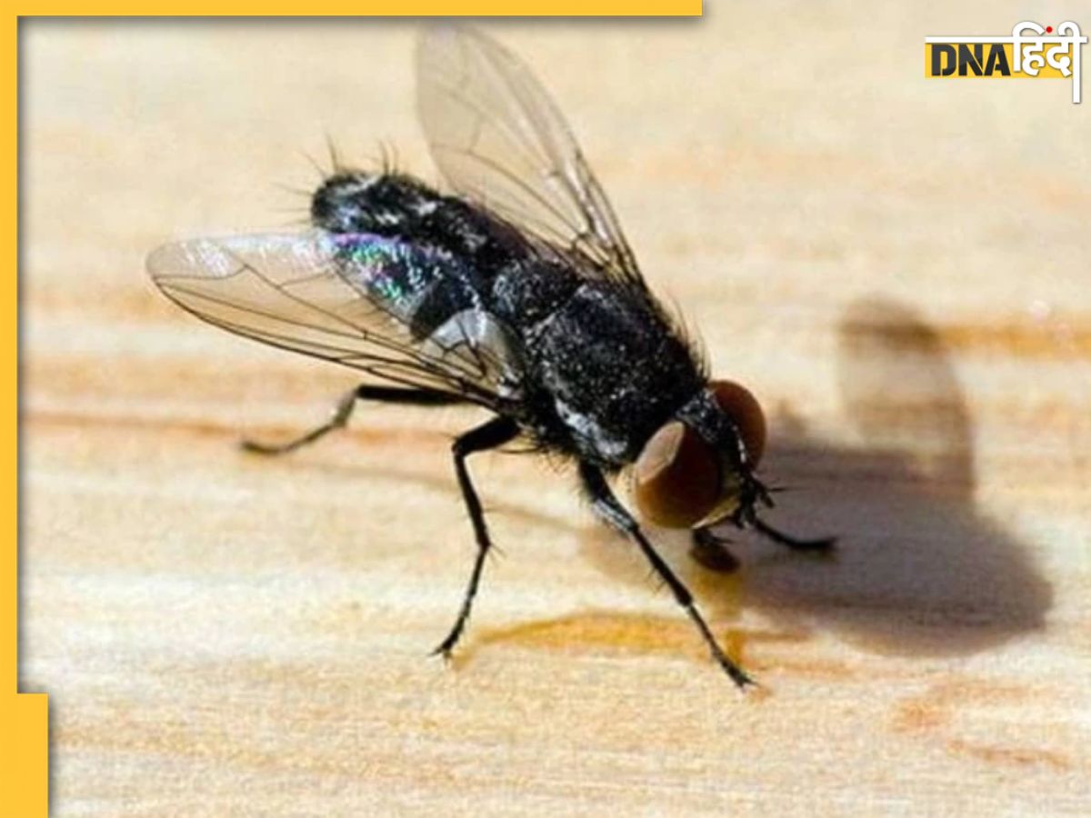 Flies Repellent Tips: इन वजहों से बरसात में बढ़ जाती हैं मक्खियां, जान ...