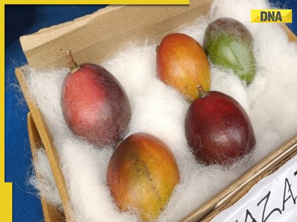 This Indian farmer grows world's 'most expensive' mango in his orchard ...