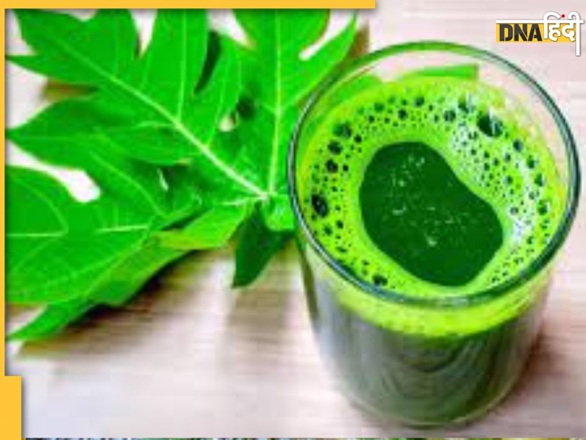 Dengue Remedy: इस पत्ते का रस डेंगू में है रामबाण, ये 5 आयुर्वेदिक ...